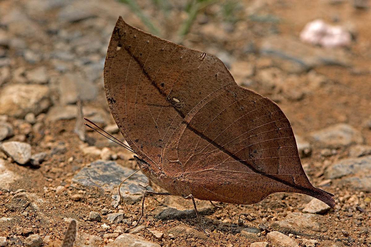 Kallima inachus - the Orange Oak Leaf | BugsAlive