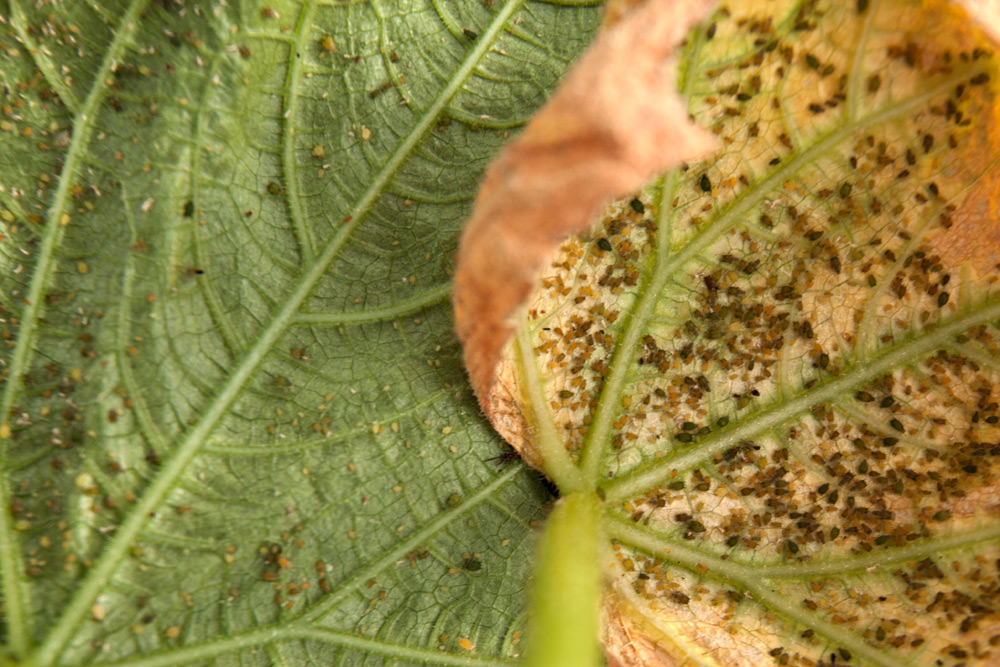 Aphids ~ Adventures in Gardening Pohnpei, Micronesia
