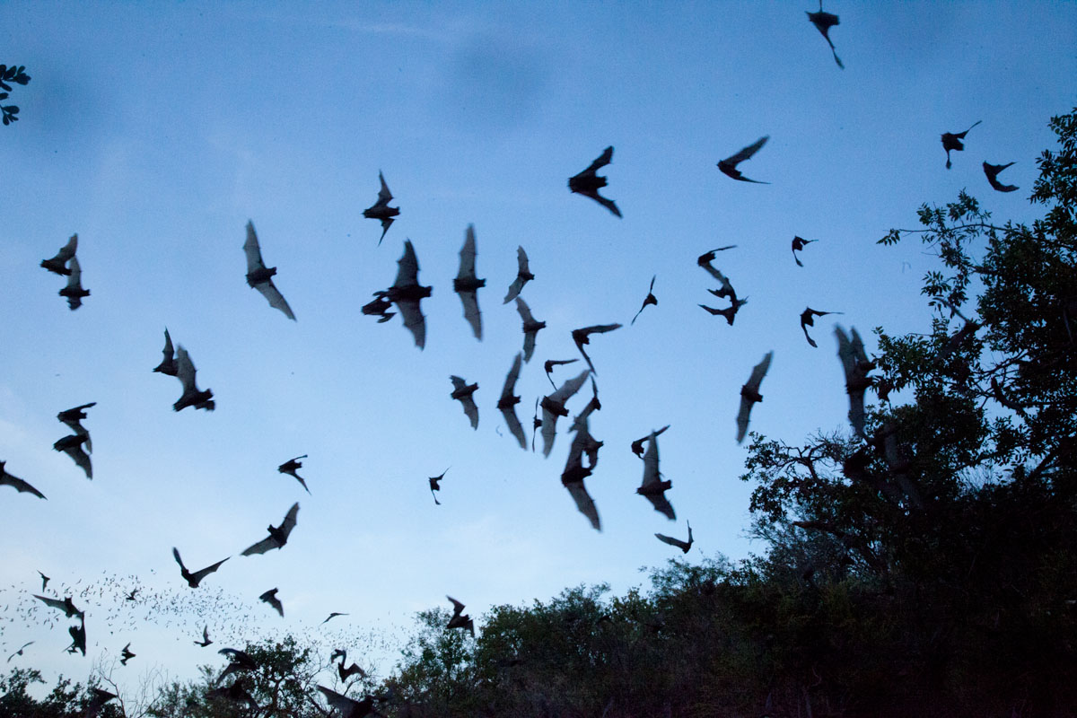 Mary Ann's View: Eckert James River Bat Cave Preserve