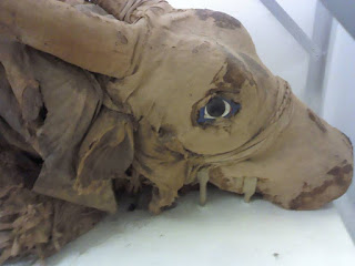 The Mummy Blog: Animal Mummies