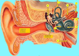 Fissura Lábio Palatina: A OTITE MÉDIA SECRETORA