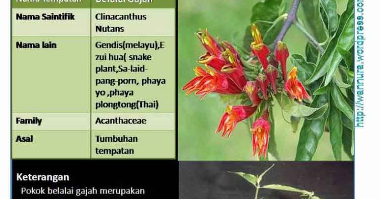 Sabah Snake Grass - Clinacanthus nutans