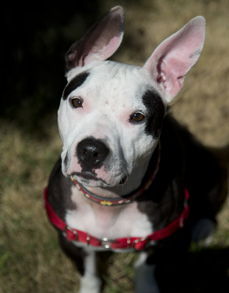 Shelter Dogs of Portland: "MYLIE" adorable Pint sized Pittie