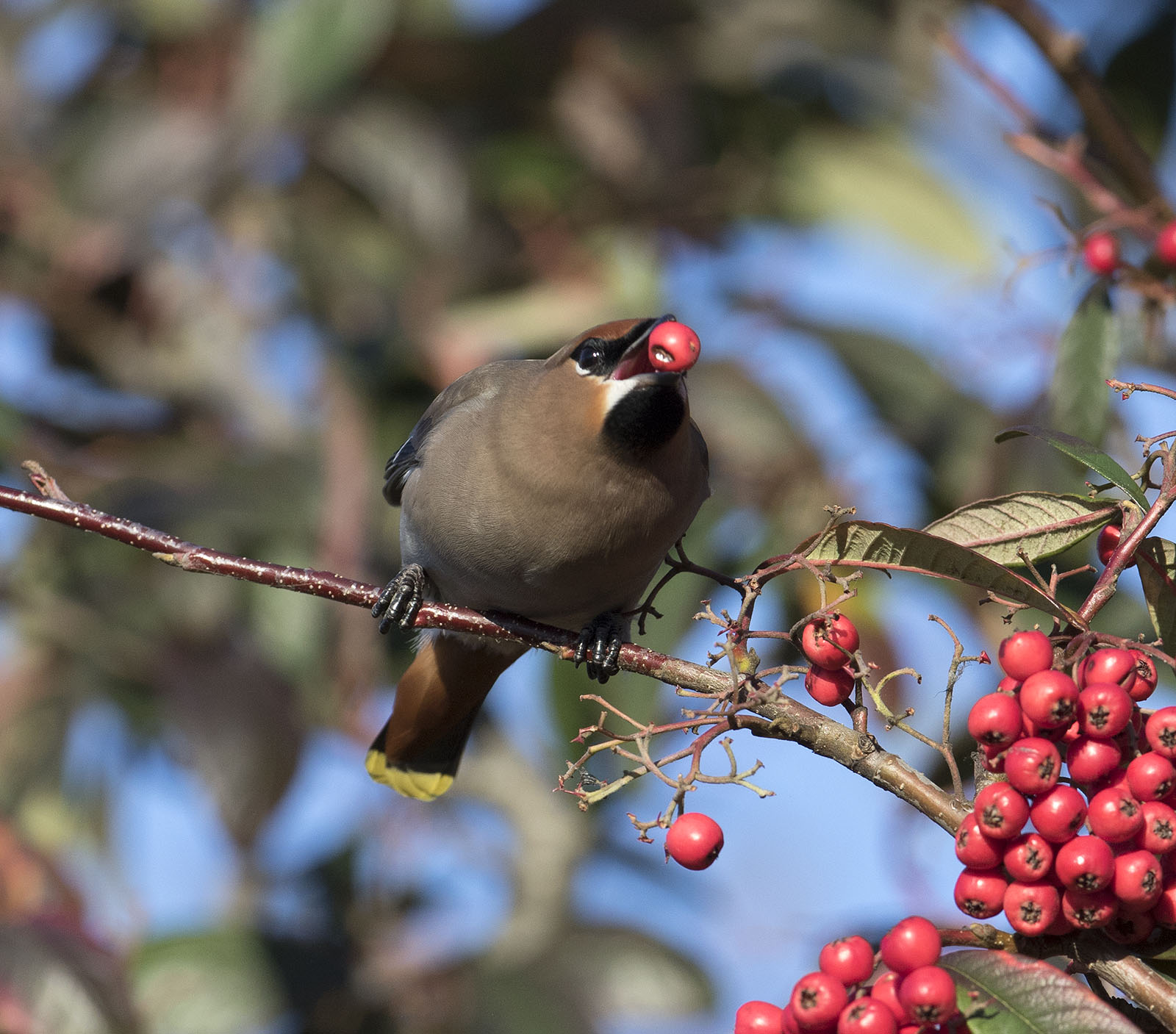 pewit: Waxwings in duff tree