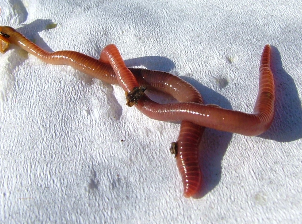 FITOSOFIA: HUMUS DE LOMBRIZ