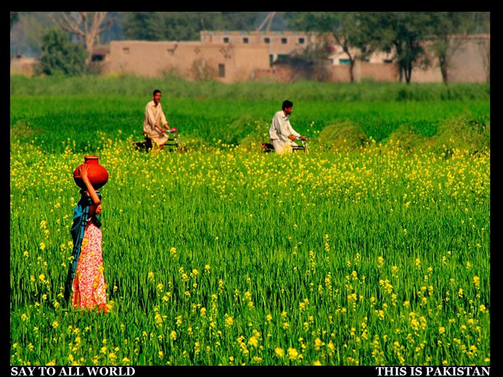 Mustard (Sarson) Fields In Pakistan - This is Pakistan