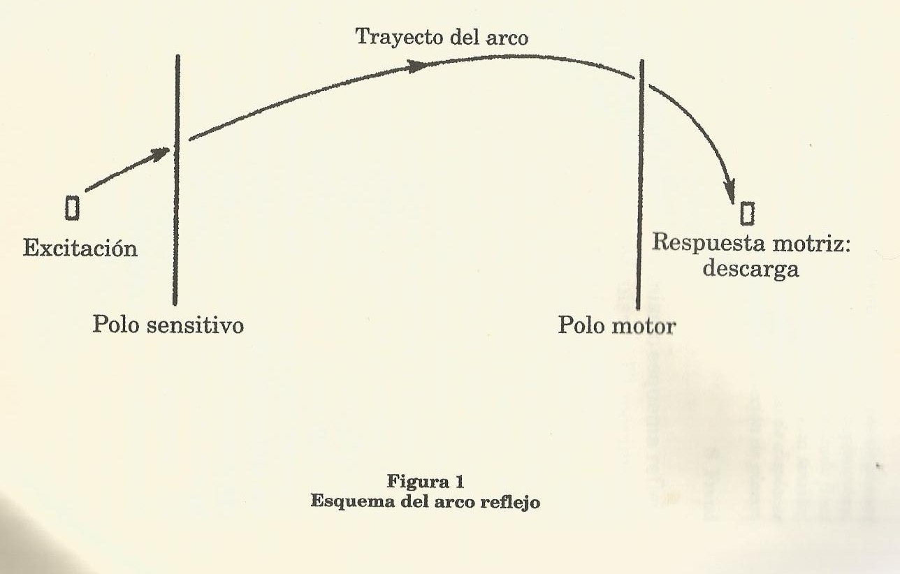 Onanismo literario para enfermos escópicos: El placer de leer a Freud 1 ...