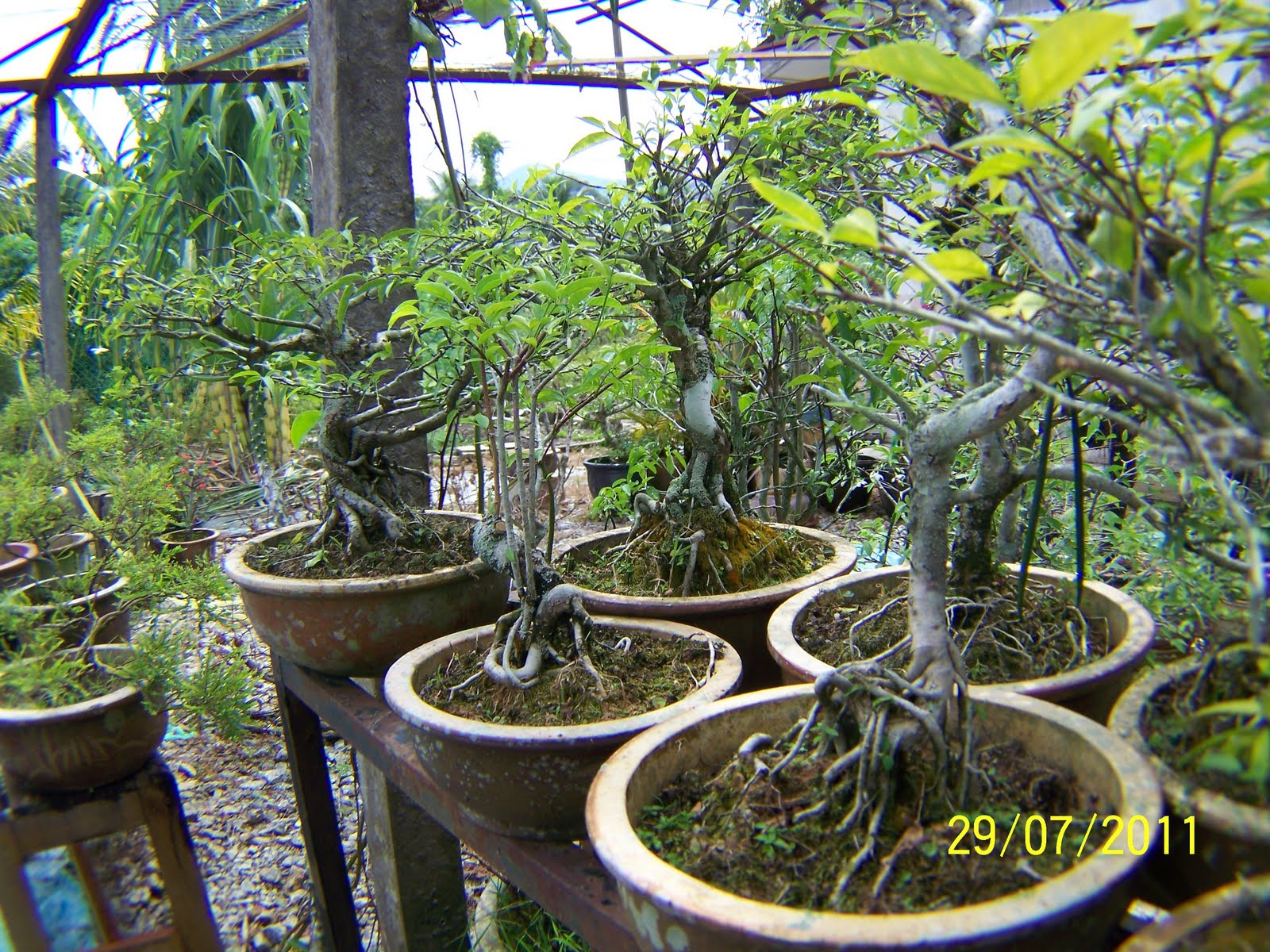 de RK Eco Gallery: Koleksi bonsai