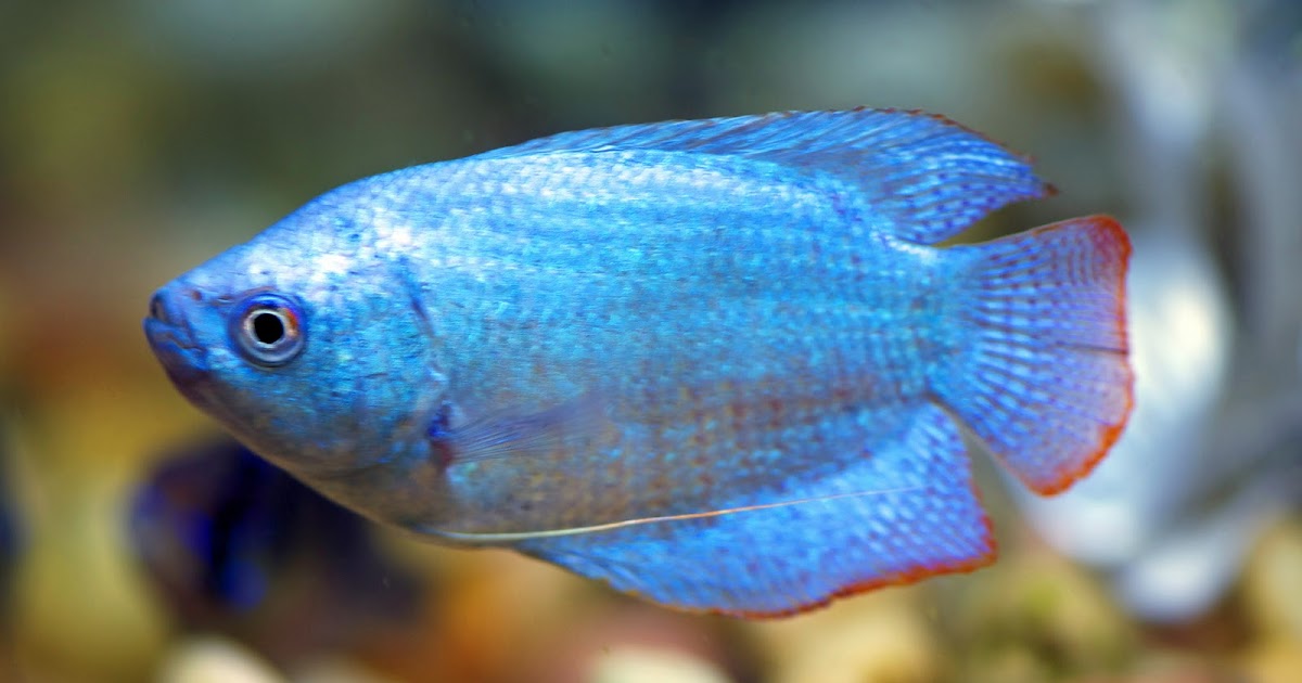 SUNFLOWER SNAPS: Five More Fish