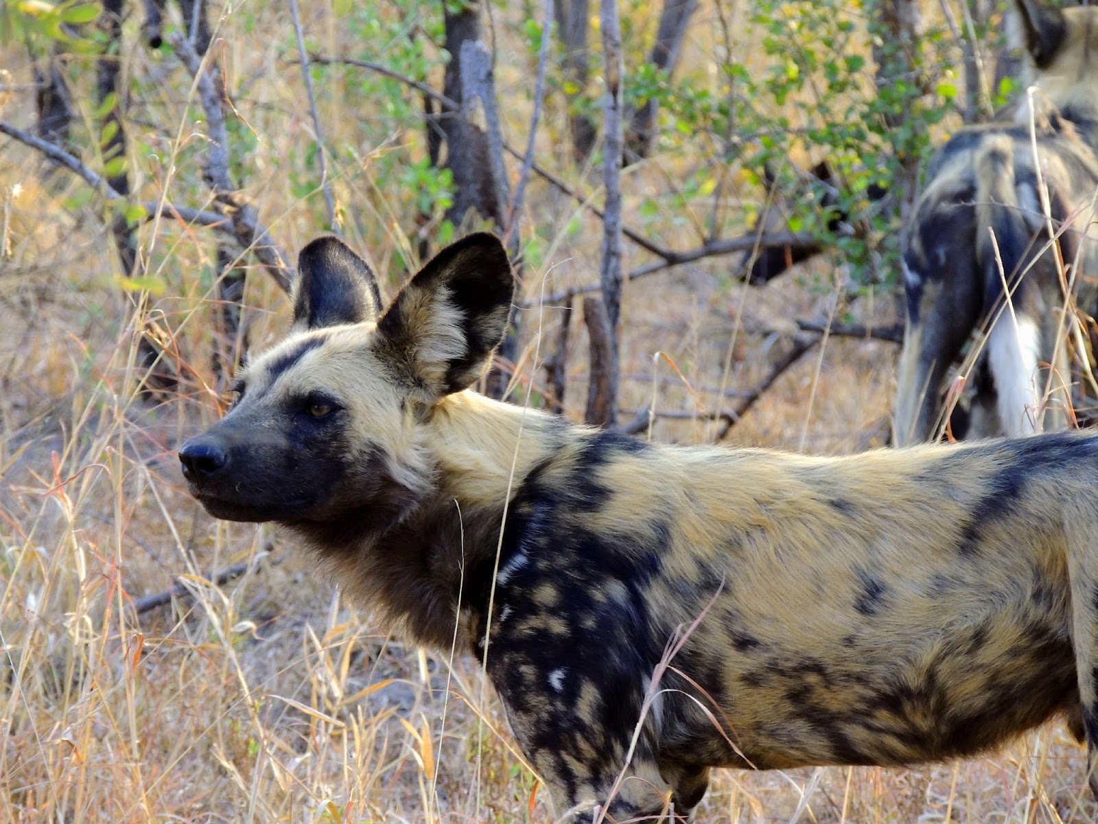 Tintswalo Ranger's Blog: September 2012