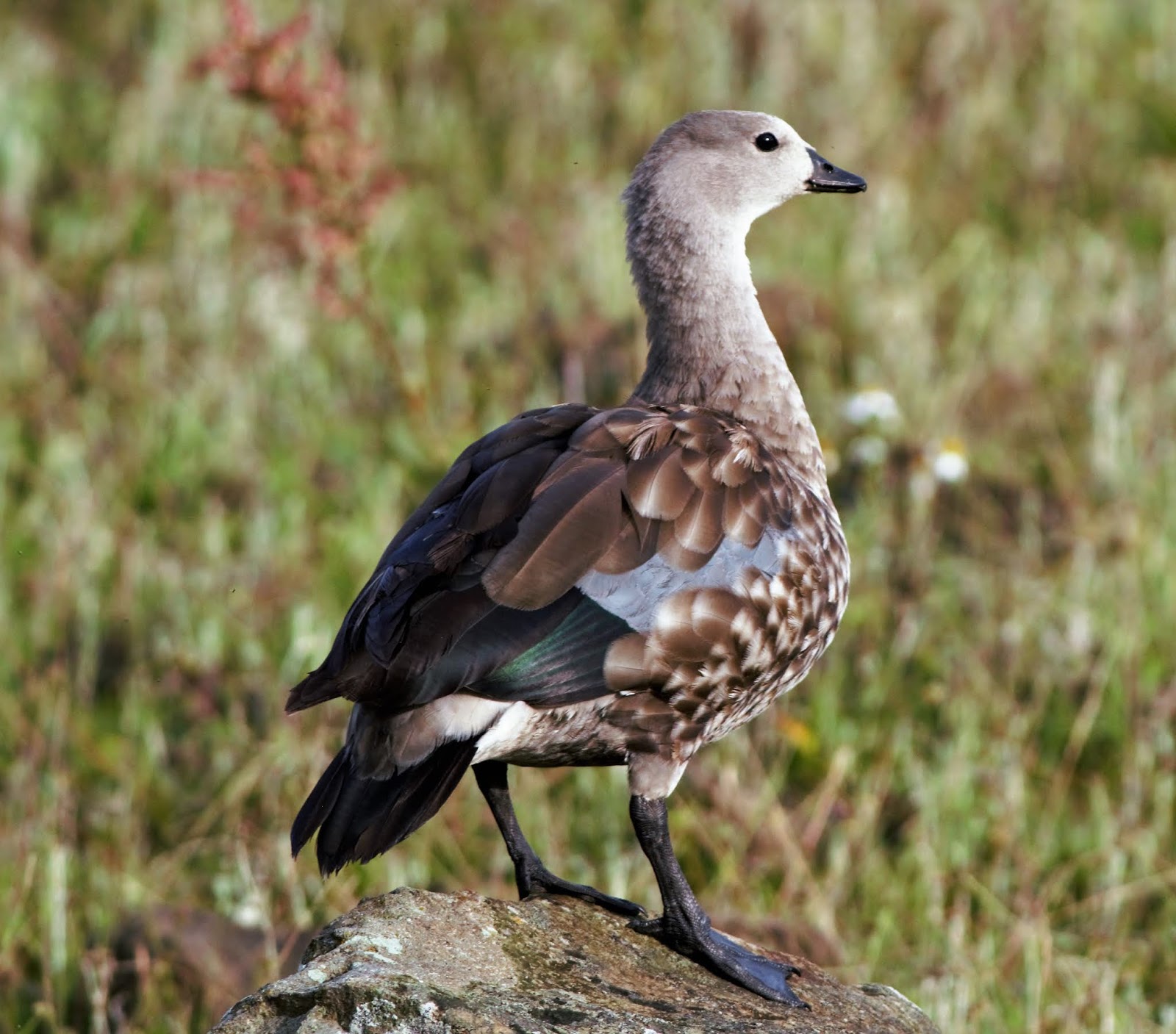 sunshinecoastbirds: ETHIOPIA PART 2 – Gelada Baboons to Awash National Park