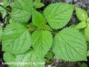 Kandungan dan Manfaat Tumbuhan Jelatang untuk Kesehatan - kesehatanpedia