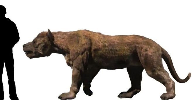 Bear Dog: Not Really Extinct?