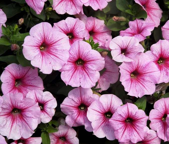 Bilal Mirza's World: 22 Best Flowers for Full Sun | Heat Tolerant ...