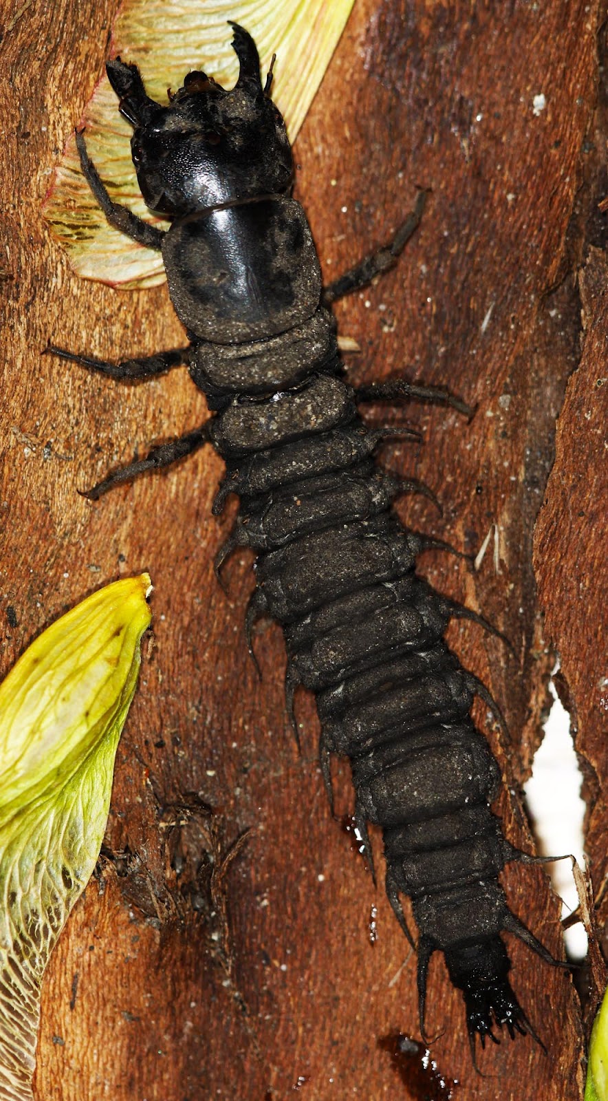 All of Nature: Hellgramite Wandering Equals Dobsonfly Pupae