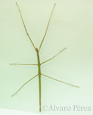 CLONOPSIS: Ramulus artemis