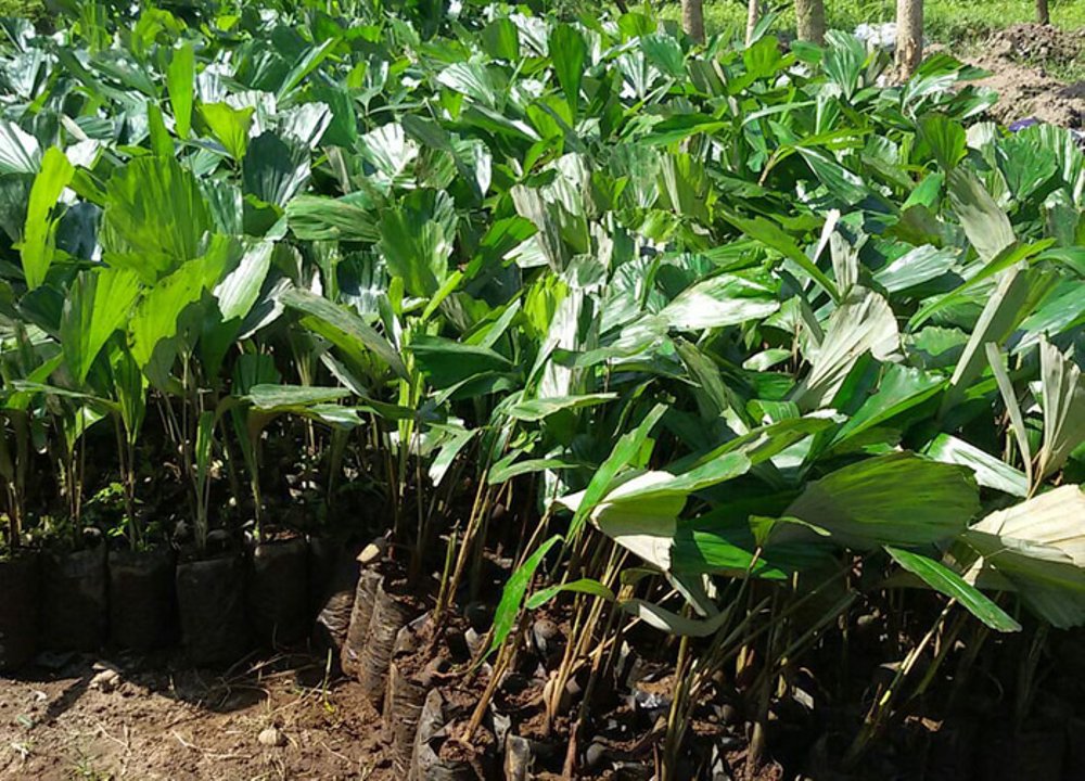 Inilah Belakang Layar Pembibitan Pohon Aren Dengan Polybag, Dijamin ...