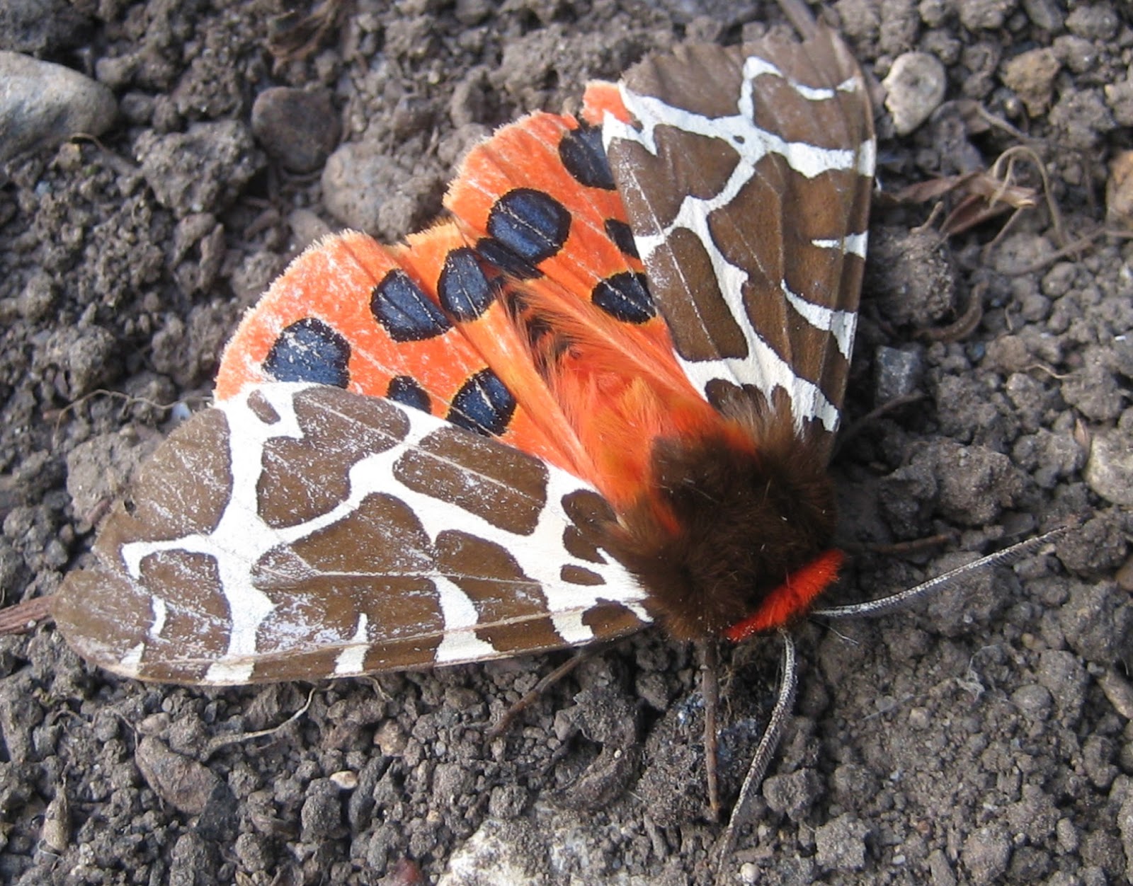 Martin's Moths: Tiger, tiger...