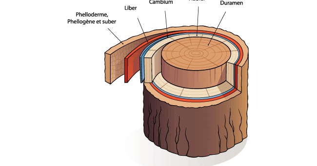 Structures internes de la tige : les tissus végétaux ~ COURS