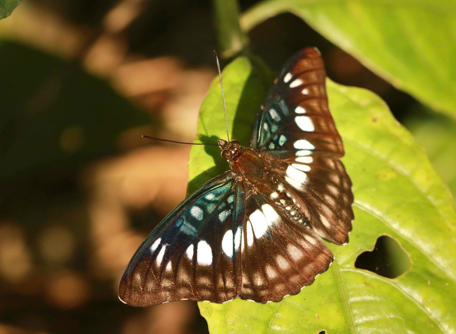 Butterflies of Vietnam: 58. Athyma ranga obsolescens (The Blackvein ...
