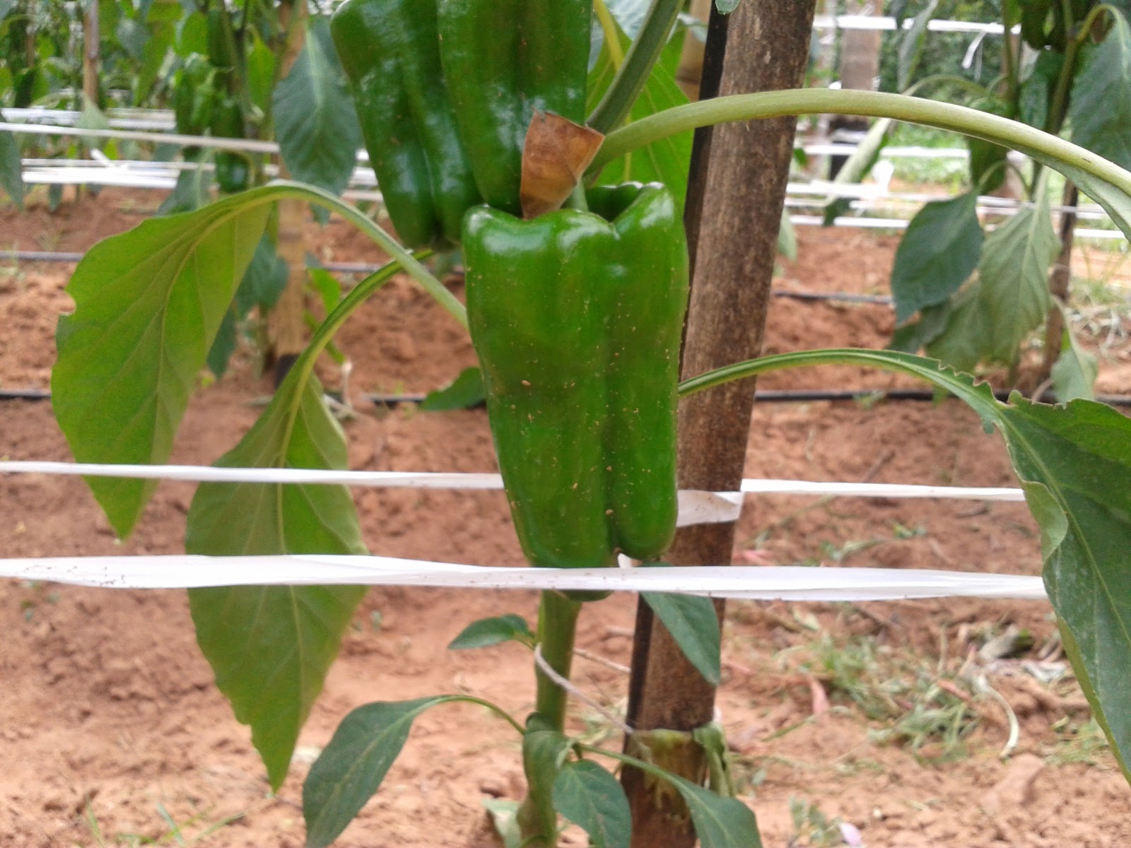 Paraguay: un milagro americano!: Locote paraguayo con calidad de ...