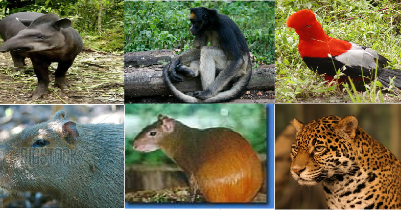 Biodiversidad del Ecuador: FAUNA DE LA REGIÓN NATURAL AMAZÓNICA