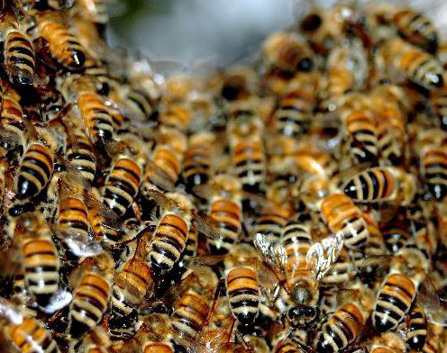 Penawar Yang DiJanjikan Oleh Allah...!!!: Rahasia Lebah dalam Al Quran