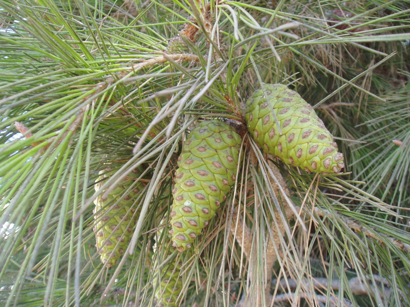 PINO CARRASCO: Pinus halepensis | Plantas rioMoros