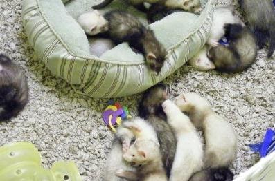 Dihorul: Poze cu pui de dihor