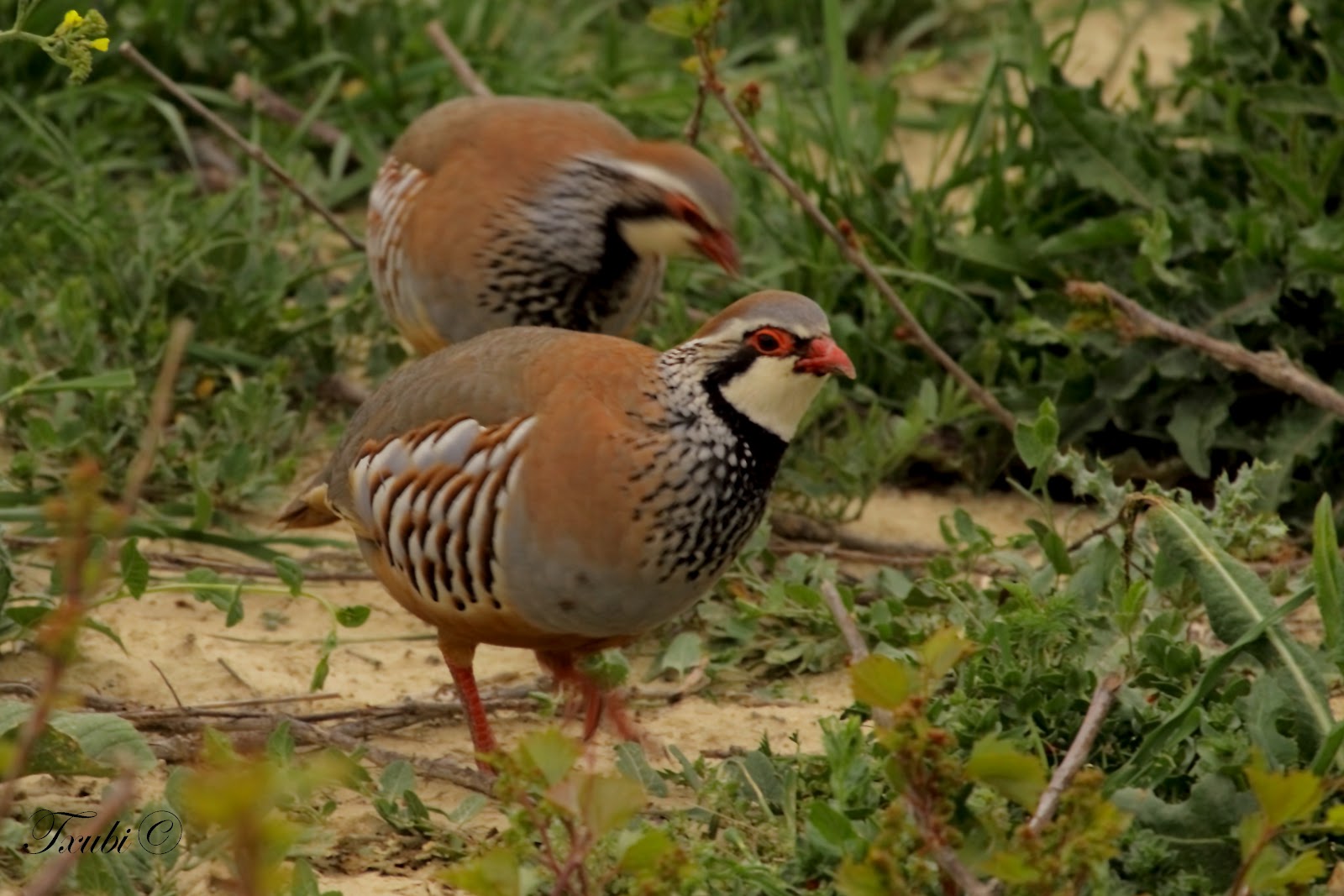 Aves Txubi . Natura viva: Perdices