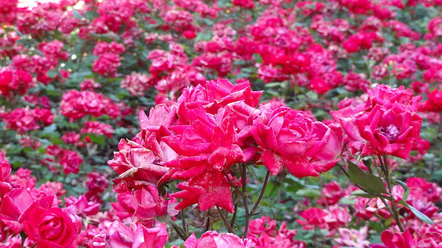 Bimba&Lola golden wings bracelet