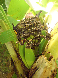 The Evolution of a Banana and a Community