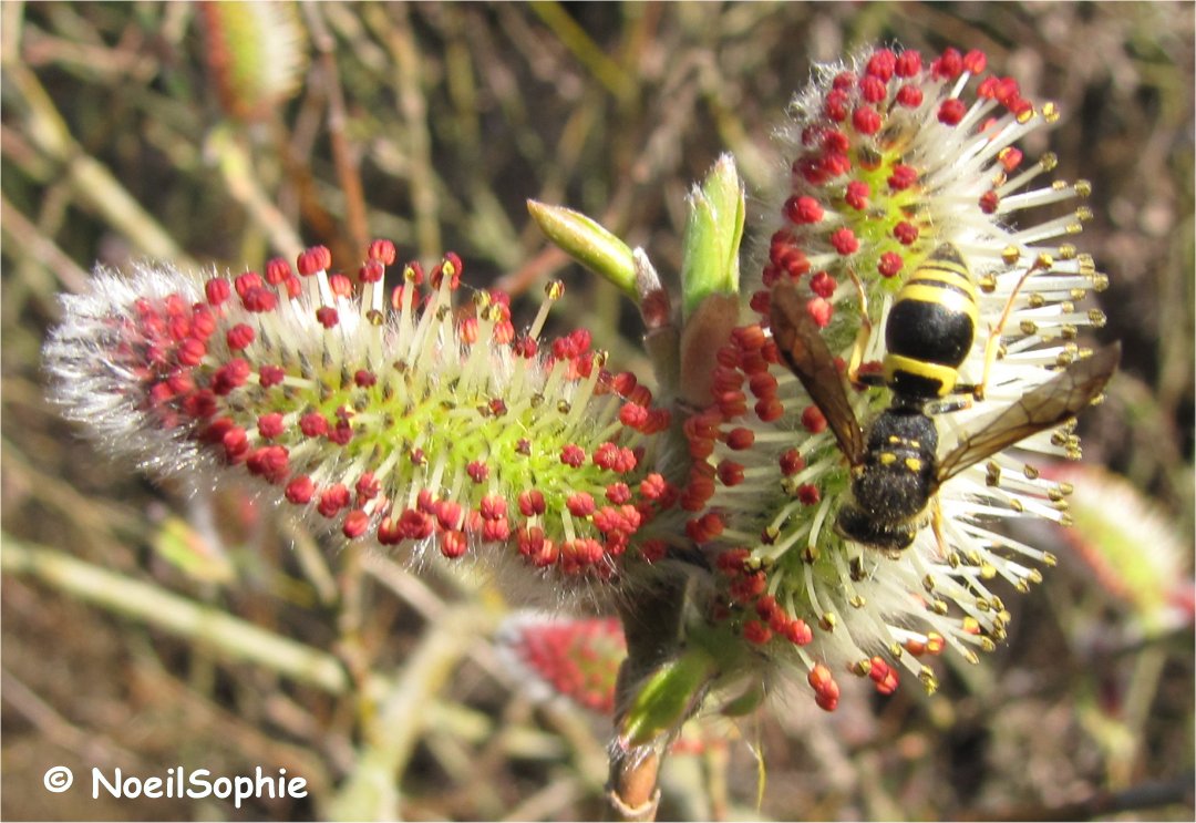 Le n'oeil de Sophie: mars 2012