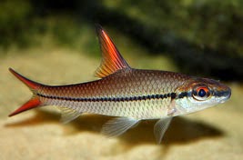 Mengenal Ikan Balashark - Dunia Akuarium