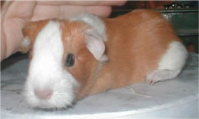 CRIAZA DE CUY: MANUAL DE CRIANZA DE CUYES