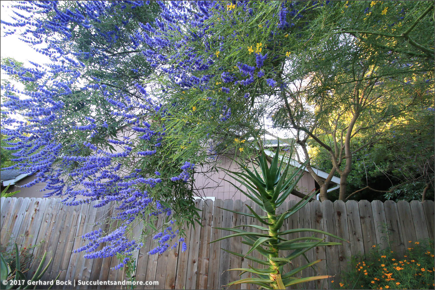 Blooming chaste tree: perfect foil for agaves and aloes