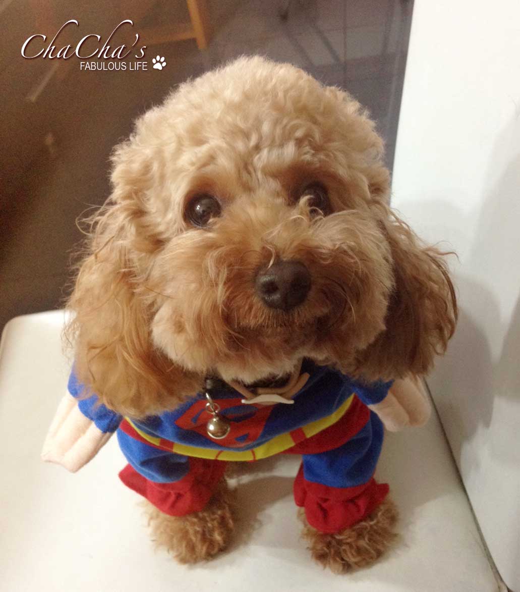 Chaca's Fabulous Life