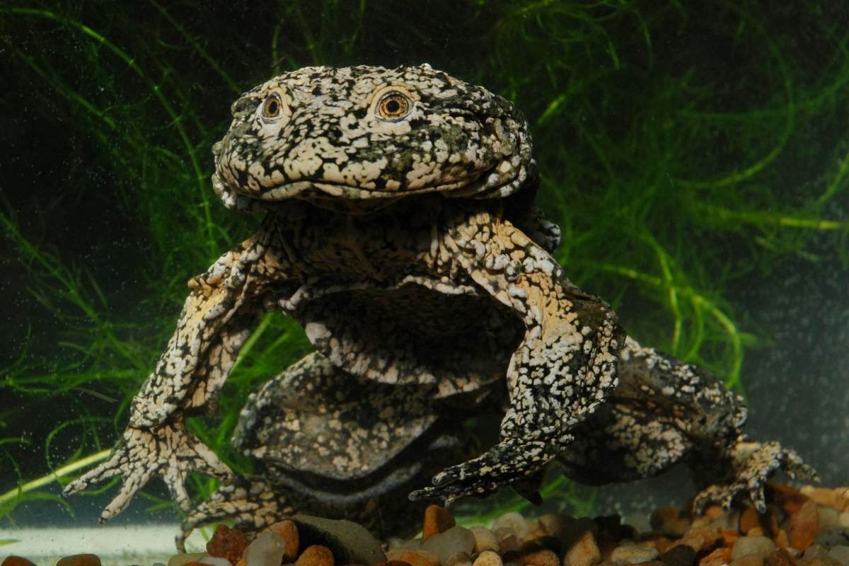 Rana acuática del Titicaca (Telmatobius culeus)