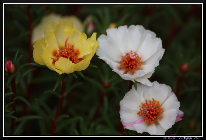 Prime Photos: Lalbagh Flower Show - August 2011