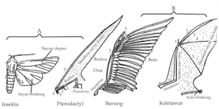 Petunjuk atau bukti adanya Evolusi | Ilmu Sains