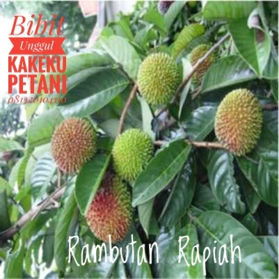 Varian Rambutan - Bibit Unggul Kakeku Petani