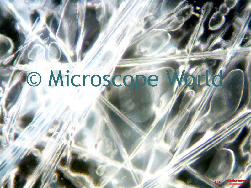 Microscope World Blog: Flooring Composite Under the Microscope