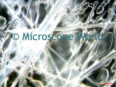 Microscope World Blog: Flooring Composite Under the Microscope