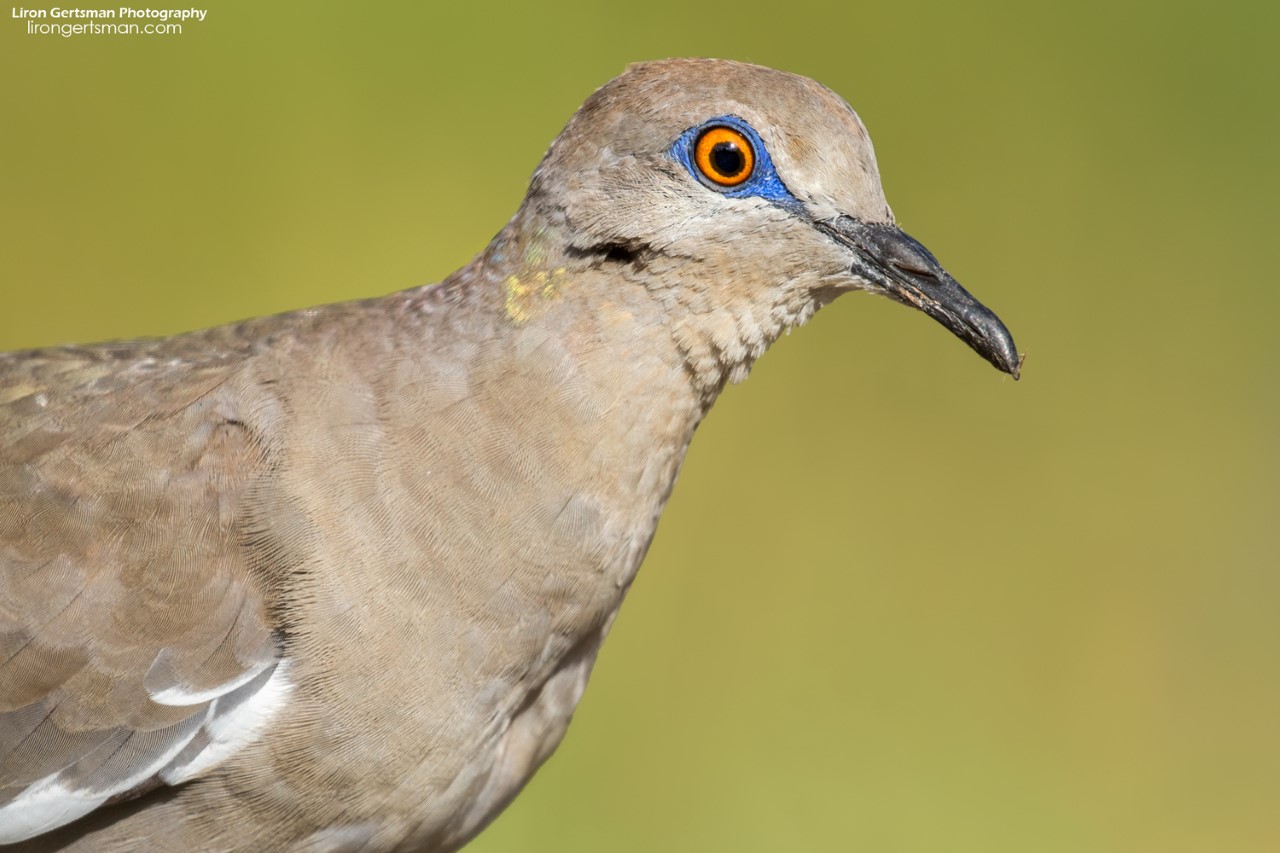 BC Rare Bird Alert: RBA: WHITE-WINGED DOVE in Richmond - Sept 10-17th
