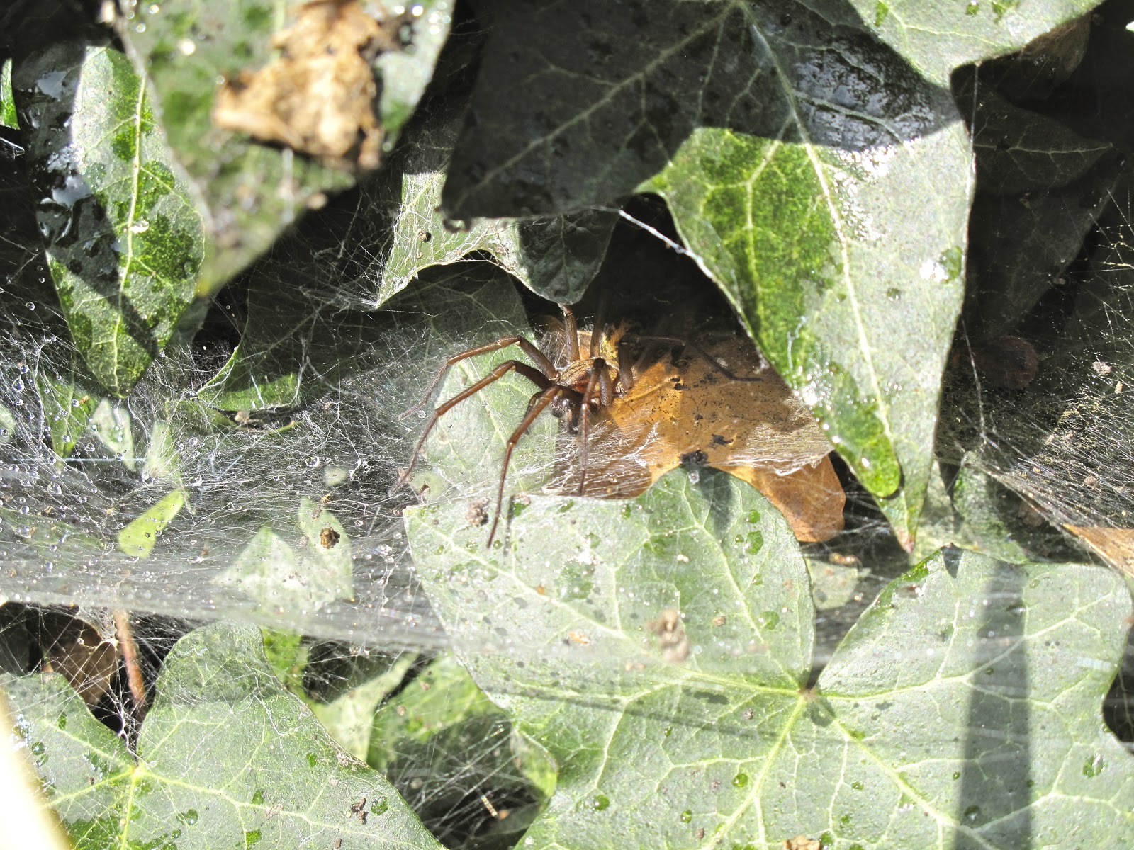 BugBlog: Agelenidae: funnel weaver spiders