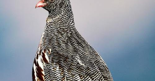 Snow partridge | Birds of India | Bird World