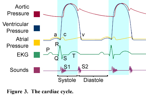 Perbedaan Sistol dan Diastol Jantung Manusia - Biologi Edukasi: Belajar ...