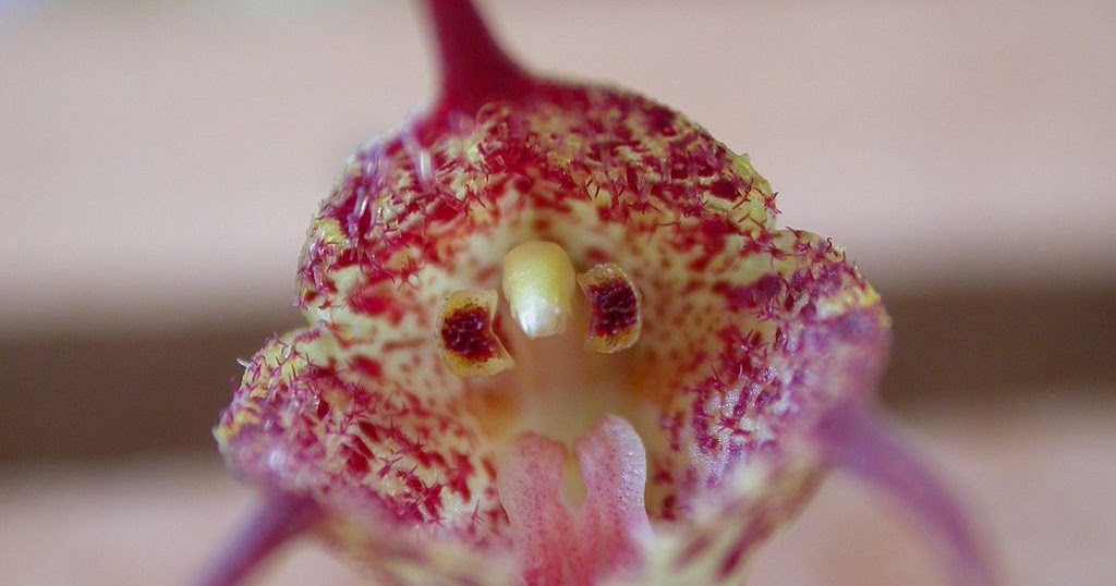 Dracula mopsus care and culture | Travaldo's blog