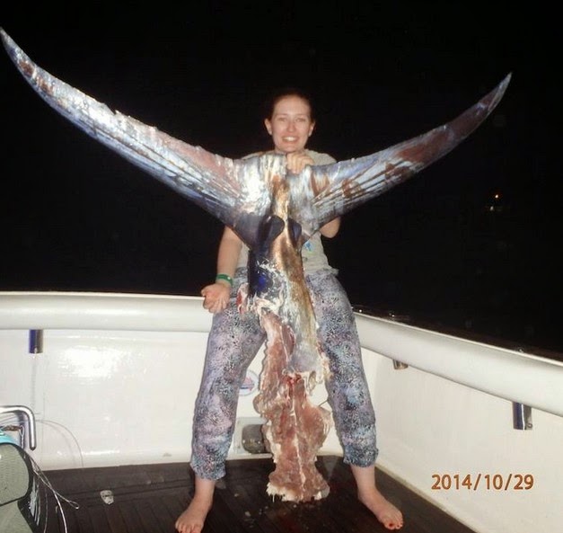 International Fishing News: AUSTRALIA: giant size black marlin sharked