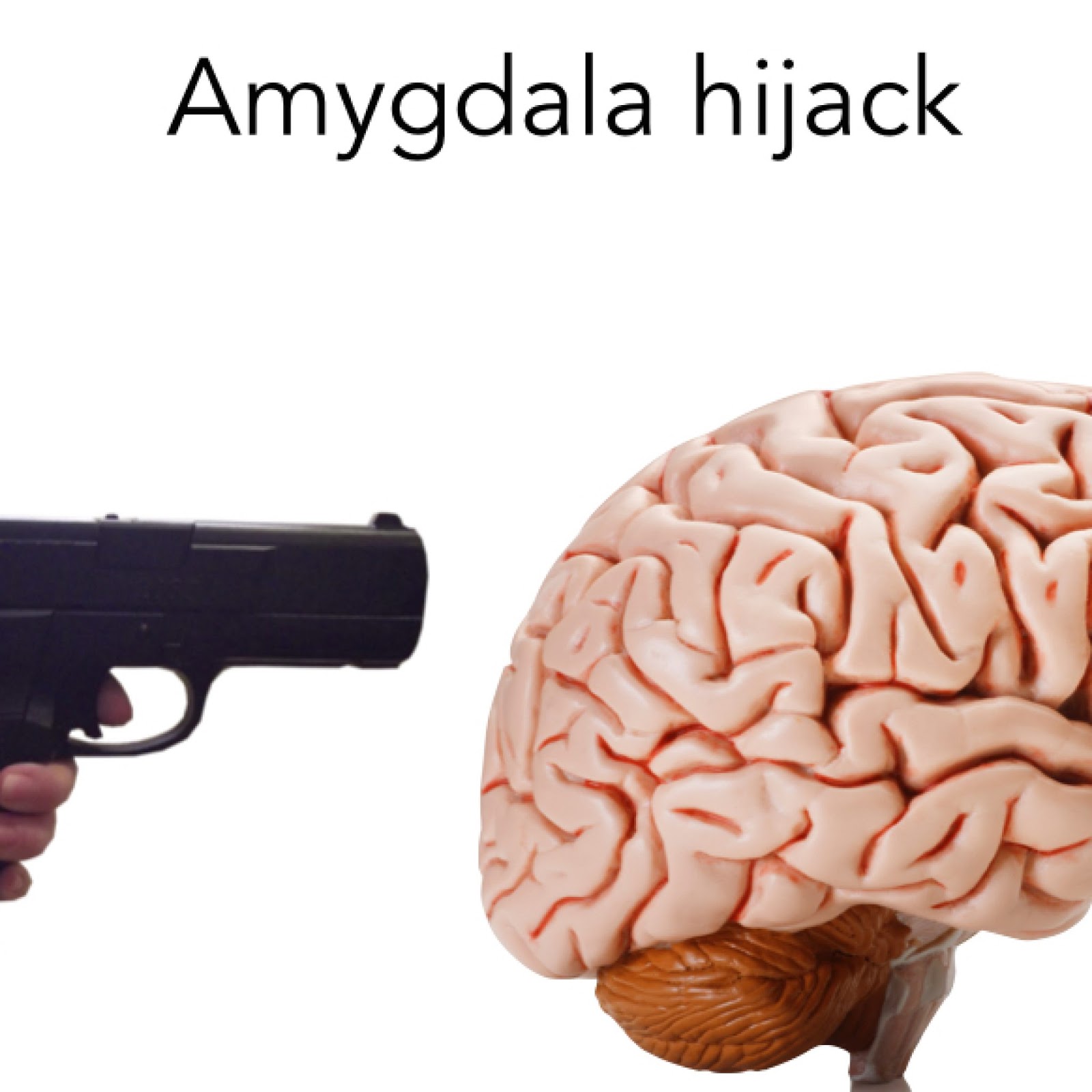 EXAMS AND ME : Amygdala